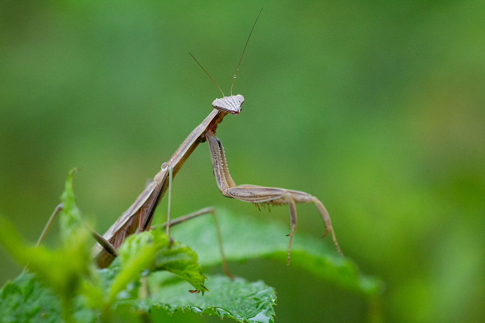 Mantodea (Mantids) – Andrew Murray Photo